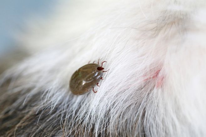 Garrapatas Un Enemigo Peligroso para su Mascota - GUÍAS MÉDICA