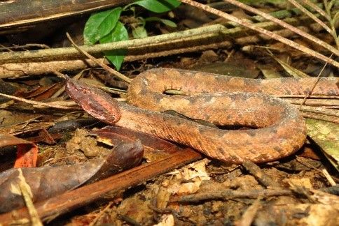 Conociendo de serpientes - GUÍAS MÉDICA